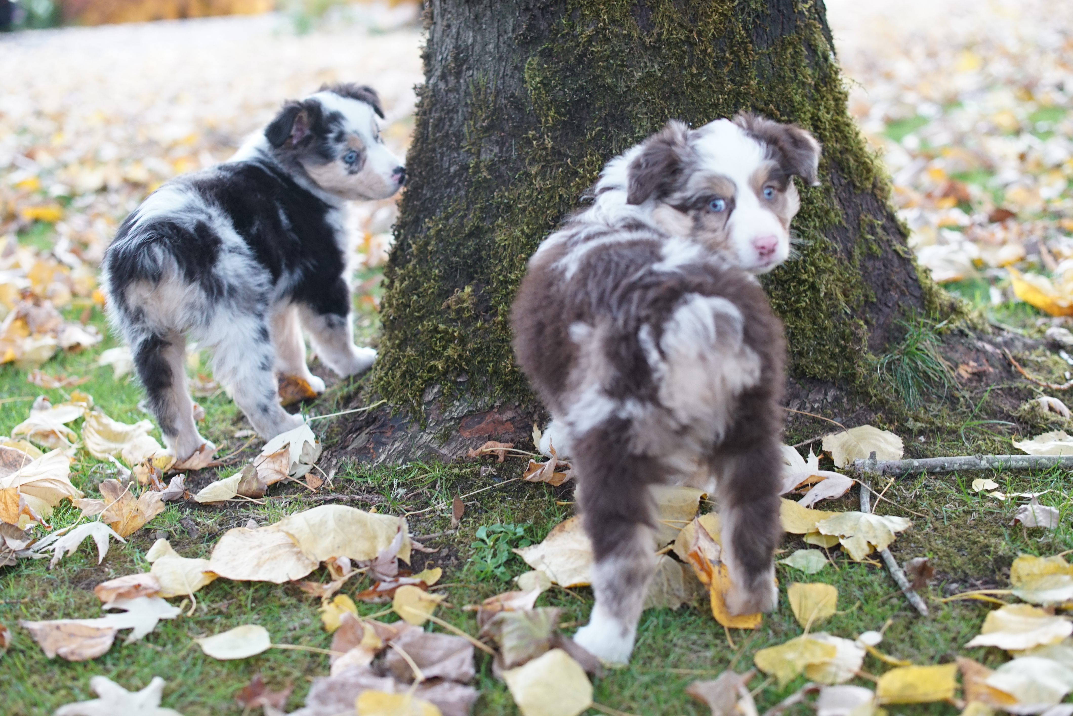 Aussies are Crazy… | Empty Nest With Me